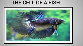 the cell of a fish at emaze Presentation