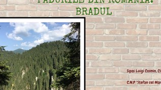 PROIECT PADURE at emaze Presentation