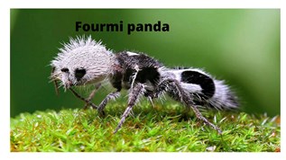 Illustrated at emaze Presentation