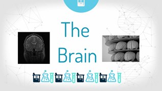 The Brain at emaze Presentation
