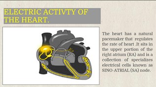 Electroactivity Of The Heart. at emaze Presentation