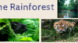 Rainforests at emaze Presentation