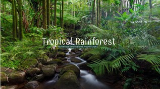 Tropical Rainforest at emaze Presentation