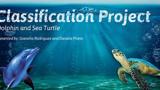Dolphin and Sea Turtle Classification at emaze Presentation