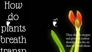 How do plants breath at emaze Presentation