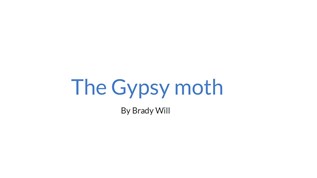 Gypsy Moth Presentation at emaze Presentation