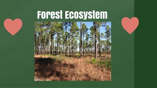 Forest Ecosystem at emaze Presentation