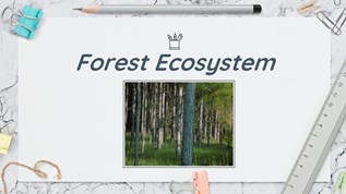 Forest Ecosystem at emaze Presentation