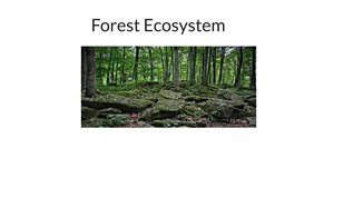Forest Ecosystem at emaze Presentation