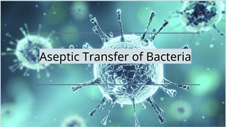 Aseptic transfer of Bacteria at emaze Presentation