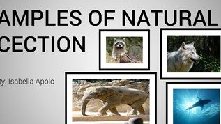 examples of natural selection at emaze Presentation