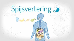 Spijsvertering at emaze Presentation