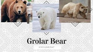 Grolar or Pizzly at emaze Photo Album