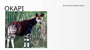 Okapi at emaze Presentation