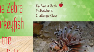 zebra turkeyfish at emaze Presentation