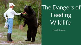 The Dangers of Feeding Wildlife at emaze Presentation