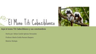 EL MONO TITI CABECIBLANCO :| at emaze Presentation