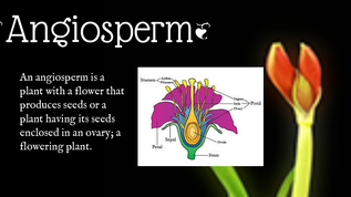 Angiosperm at emaze Presentation