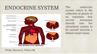 Endocrine at emaze Presentation