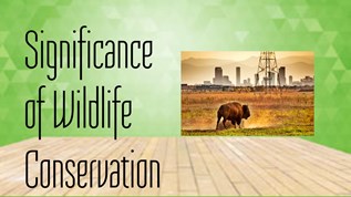Significance of Wildlife Conservation at emaze Presentation