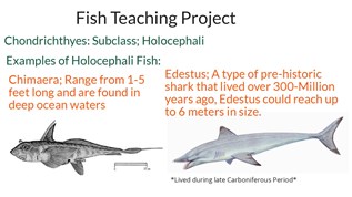 Fish Teaching Project at emaze Presentation