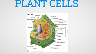 plant cell at emaze Presentation