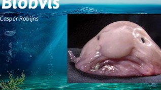 Blobvis at emaze Presentation