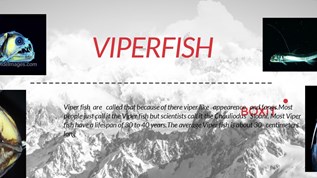 The viperfish has at emaze Presentation