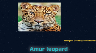 Amur leopard.pptx at emaze Presentation