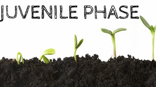 JUVENILE PHASE at emaze Presentation