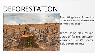deforestation at emaze Presentation