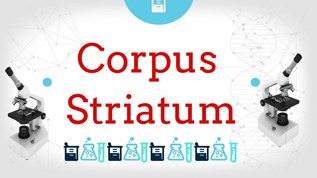 corpus striatum at emaze Presentation