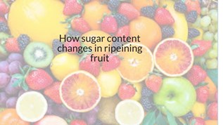 How sugar content changes in ripening fruit at emaze Presentation