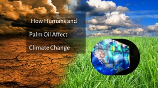 How humans and Palm Oil Affect Climate change at emaze Presentation