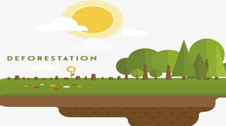 Deforestation at emaze Presentation