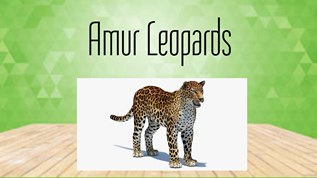 Amur Leopards at emaze Presentation
