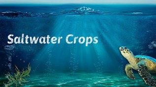 Saltwater Crops at emaze Presentation
