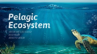 Pelagic Ecosystem at emaze Presentation