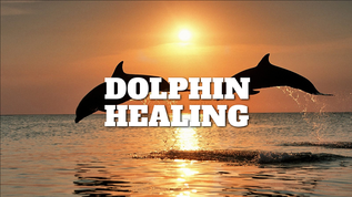 dolphin healing at emaze Presentation