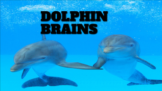 Dolphin Brains at emaze Presentation