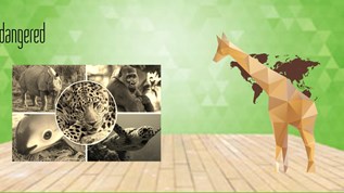 vocabulary 6 endangered animals at emaze Presentation