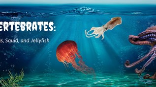 octopus, squid, and jellyfish at emaze Presentation