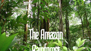 The Amazon Rainforest at emaze Presentation