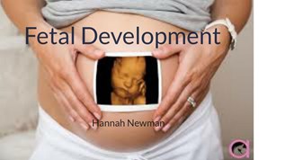 Fetal Development, Hannah Newman at emaze Presentation