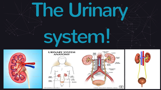 The urinary system. at emaze Presentation