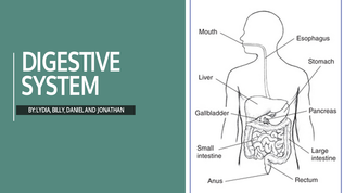 digestive system at emaze Presentation
