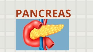 PANCREAS at emaze Presentation