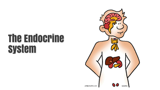 Endocrine System pptx.pptx at emaze Presentation