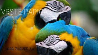 VRSTE PAPIGA on emaze
