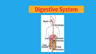 digestive system at emaze Presentation